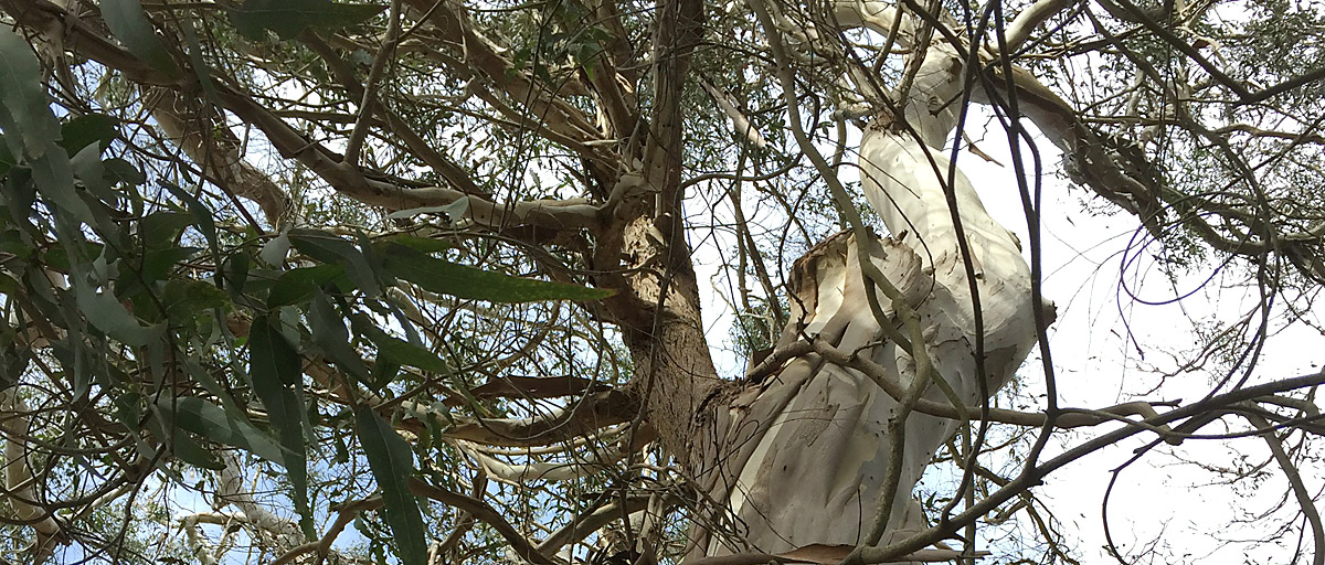 Awakening Tree - Marlene Sinicki Art